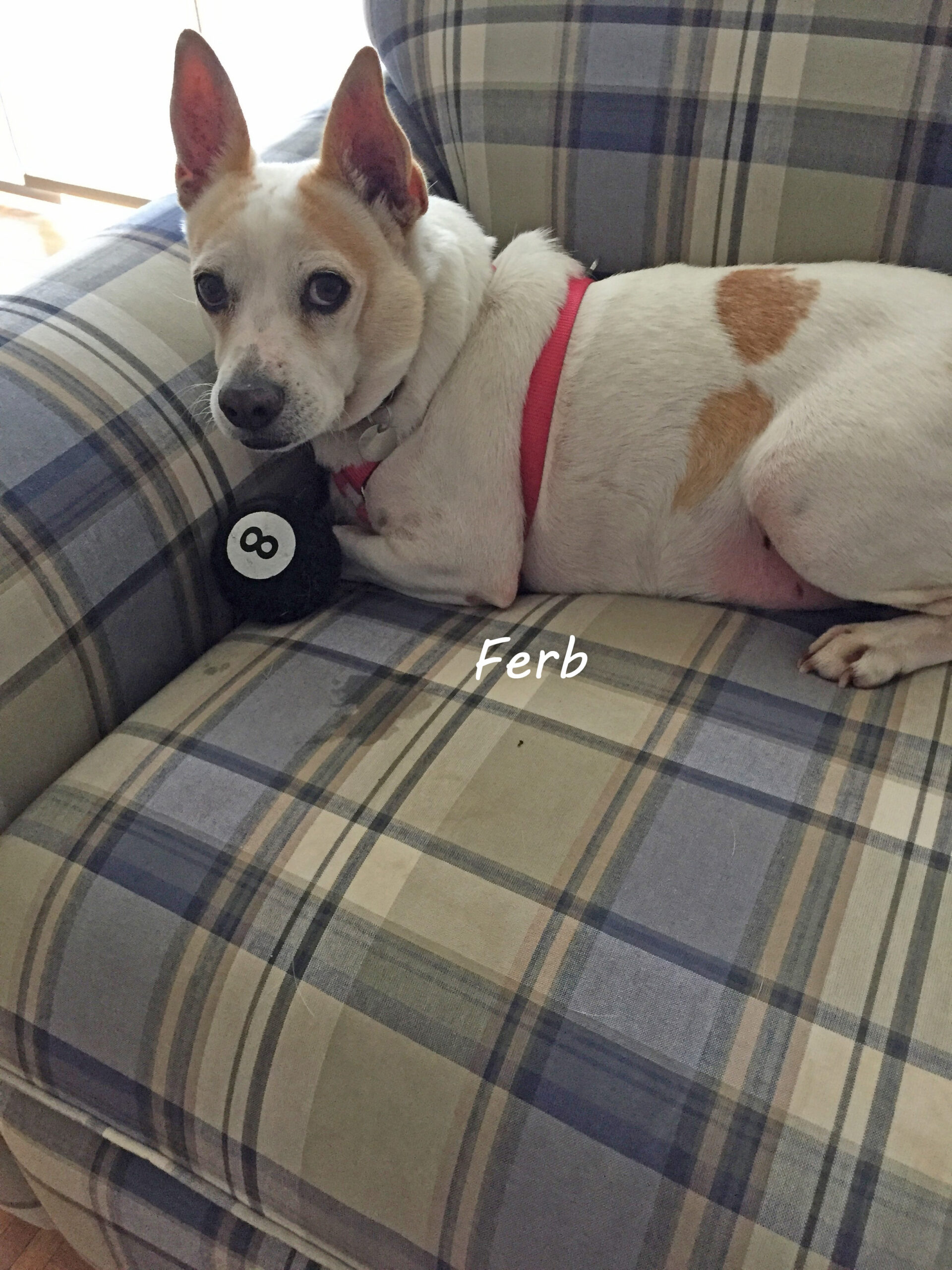 Adoptable Dogs – Rainbow Animal Rescue