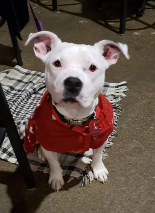 Adoptable Dogs – Rainbow Animal Rescue