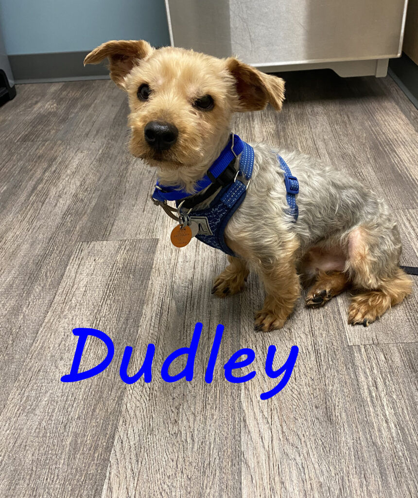 Adoptable Dogs – Rainbow Animal Rescue