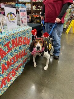 Adoptable Dogs – Rainbow Animal Rescue