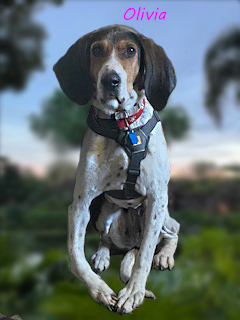 Adoptable Dogs – Rainbow Animal Rescue