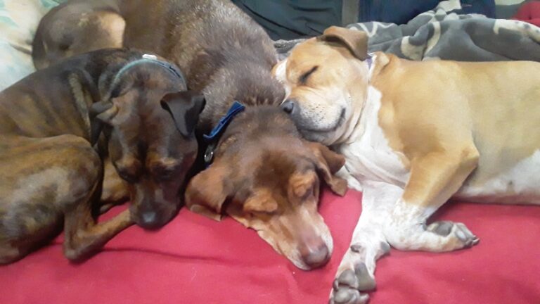 Adoptable Dogs – Rainbow Animal Rescue