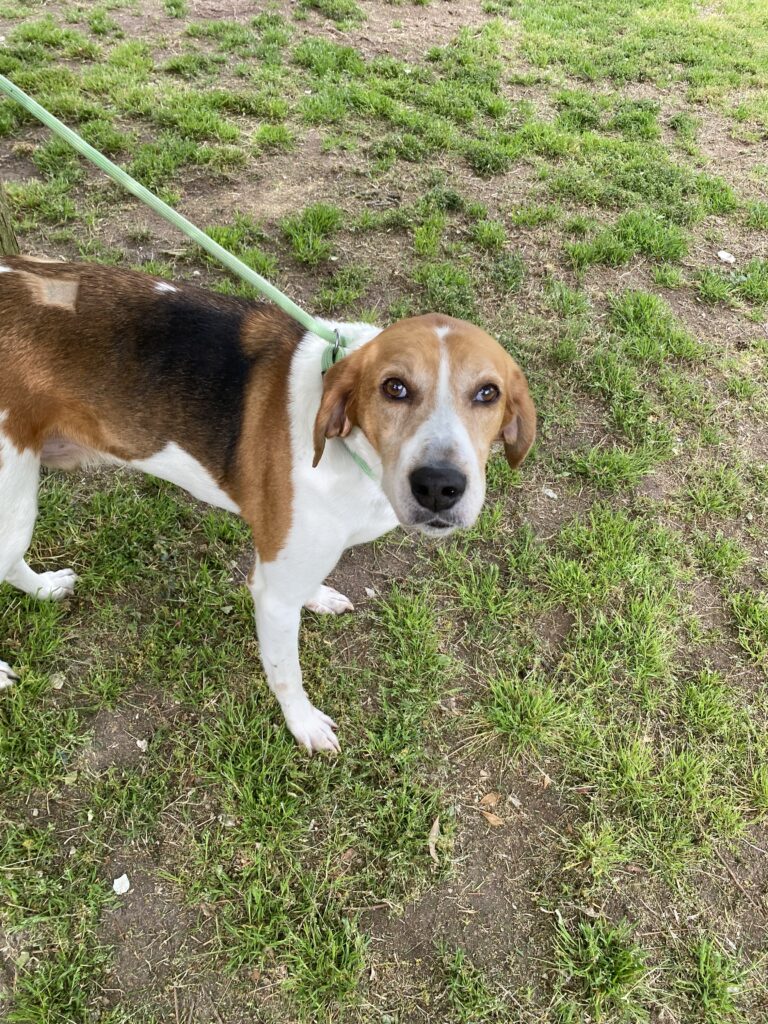 Adoptable Dogs – Rainbow Animal Rescue