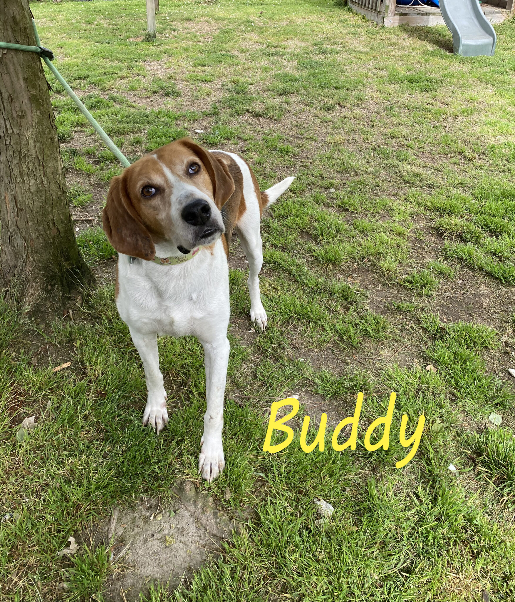 Adoptable Dogs – Rainbow Animal Rescue