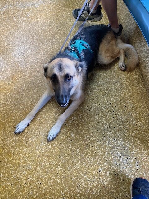 Adoptable Dogs – Rainbow Animal Rescue