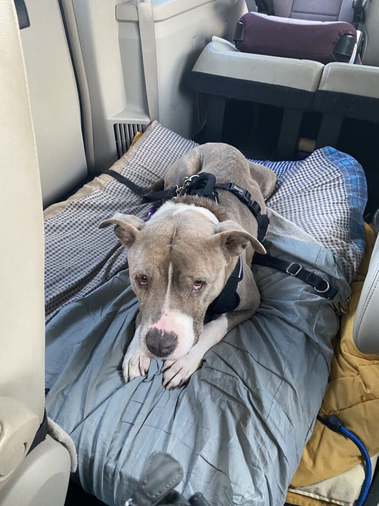 Adoptable Dogs – Rainbow Animal Rescue