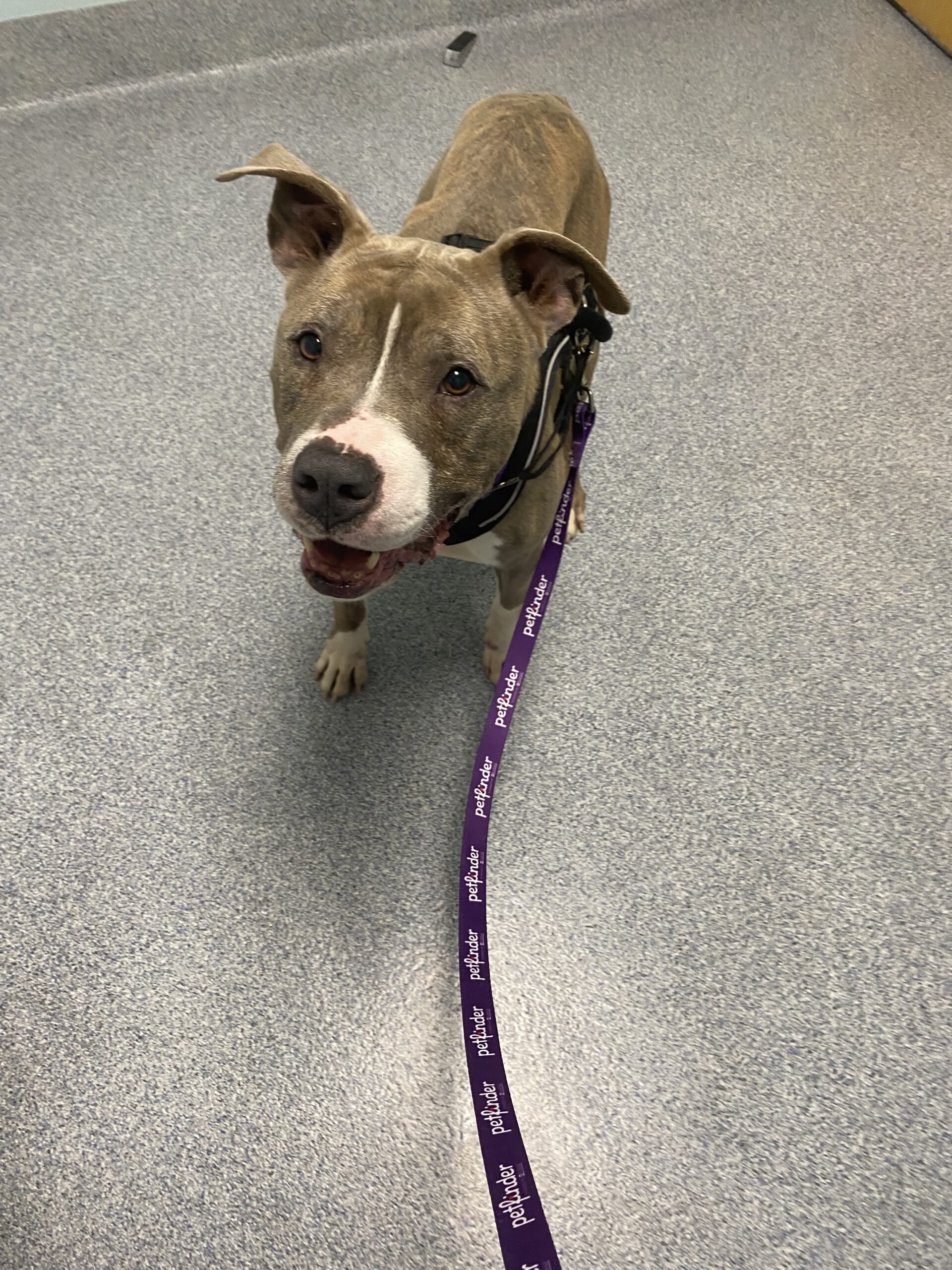 Adoptable Dogs – Rainbow Animal Rescue